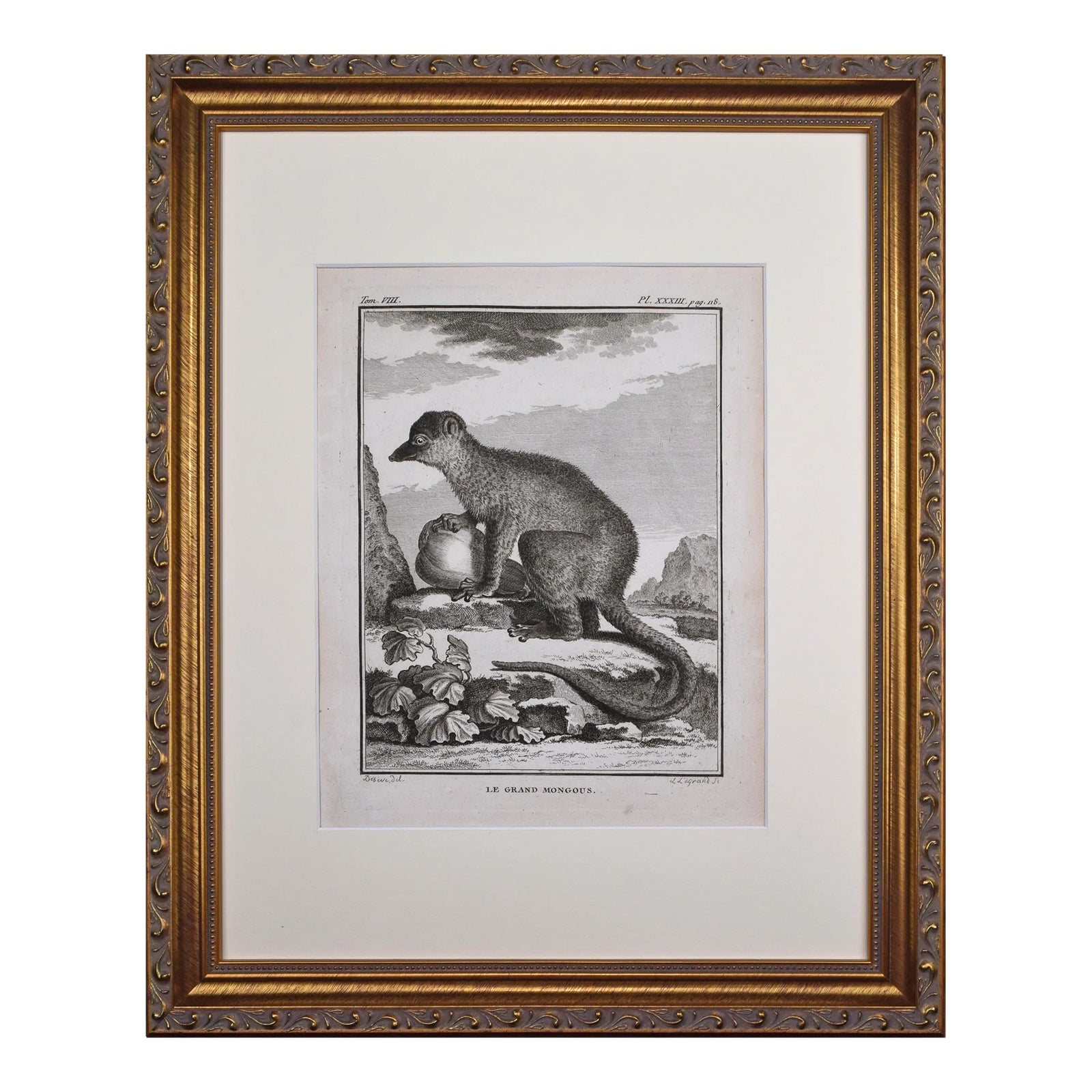 18th Century Original French Mongoose Engraving by Buffon 1789 | Chairish