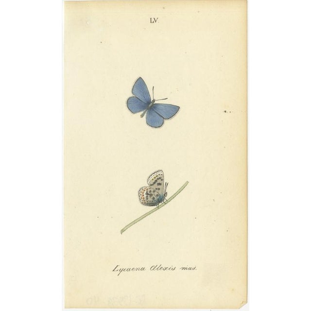 William Home Lizars, Cabinet-Size Butterfly Jewel-Tone Species, 1835 ...
