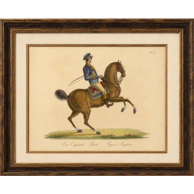 Brodtmann, Horse Equus Angliae, 1816, Paper | Chairish