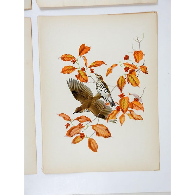 Vintage 1950 Menaboni's Birds Prints - Set of 4 | Chairish