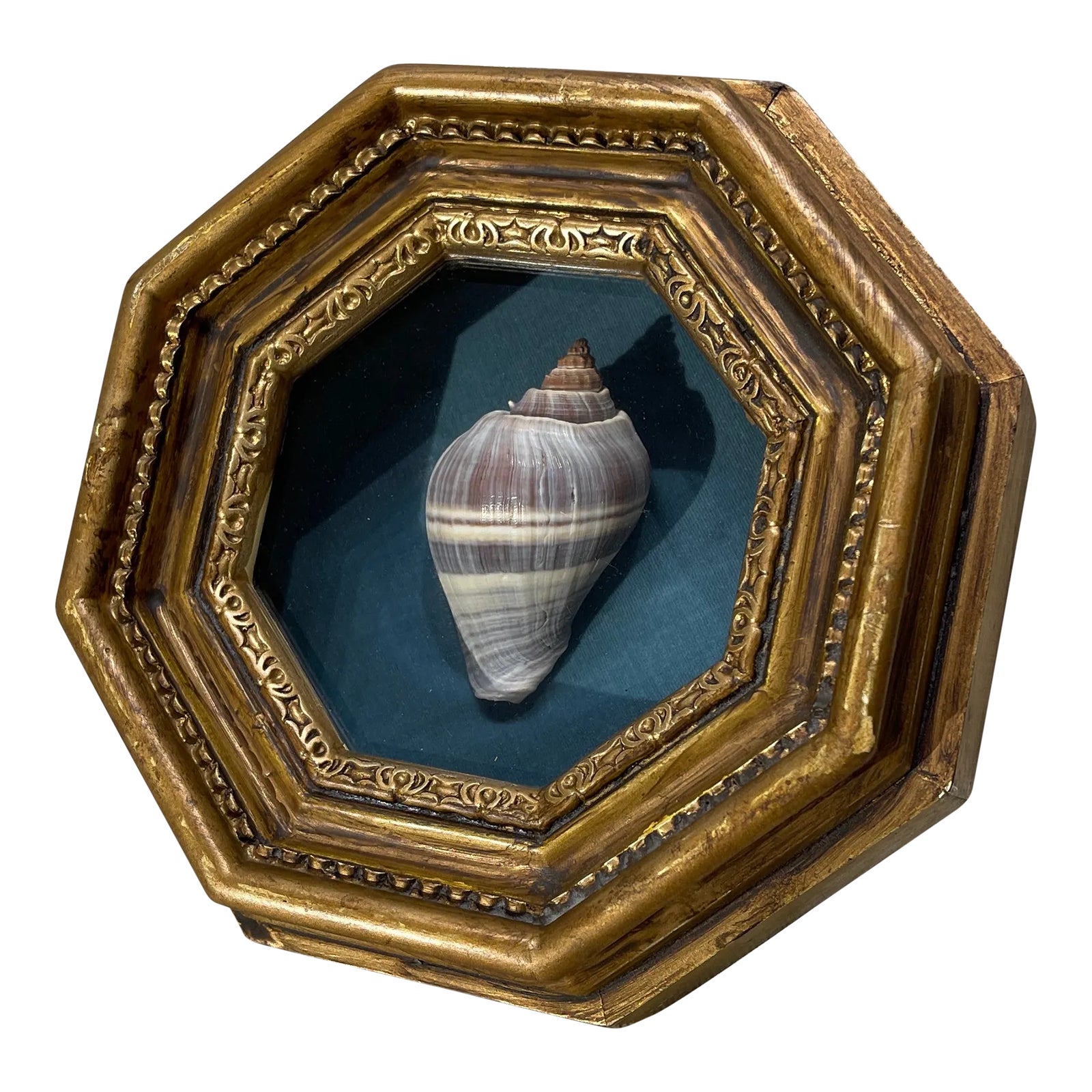 19th Century Victorian Sea Shell in Hexagonal Shadowbox Frame | Chairish