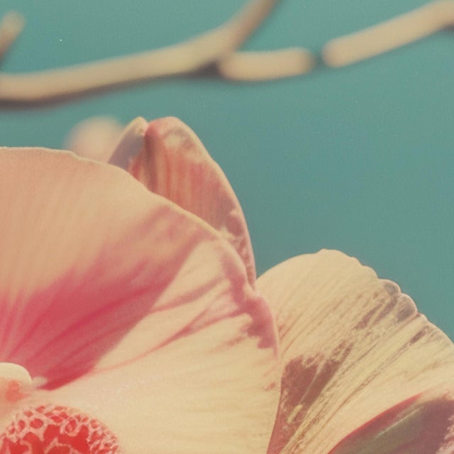 Scott Runkel's Beverly Hills Orchid Bloom With Muted Red Border Giclée ...