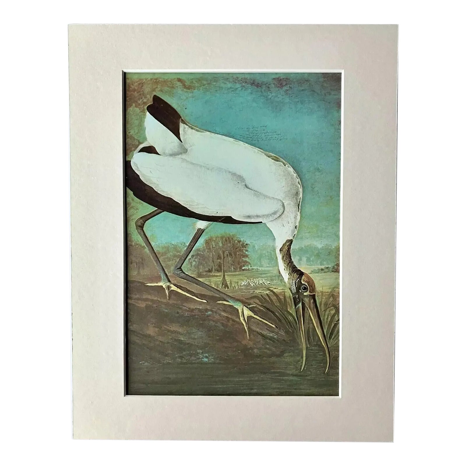 Vintage John James Audubon Matted Print, 1966: Wood Ibis (Wood Stork ...
