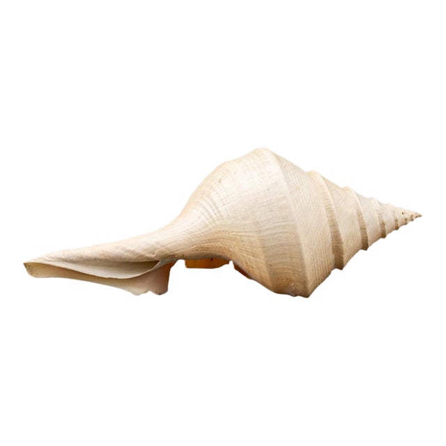 Large Conch Seashell | Chairish
