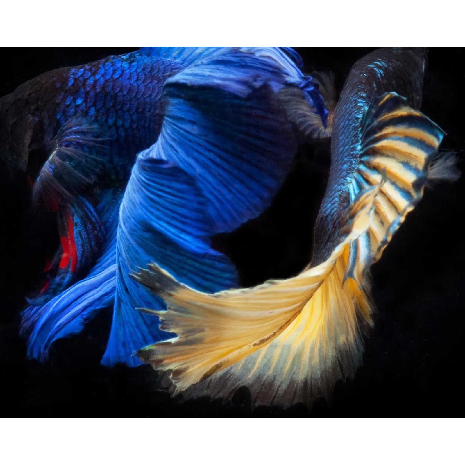Beta Fish 28 Color Photograph Artwork | Chairish