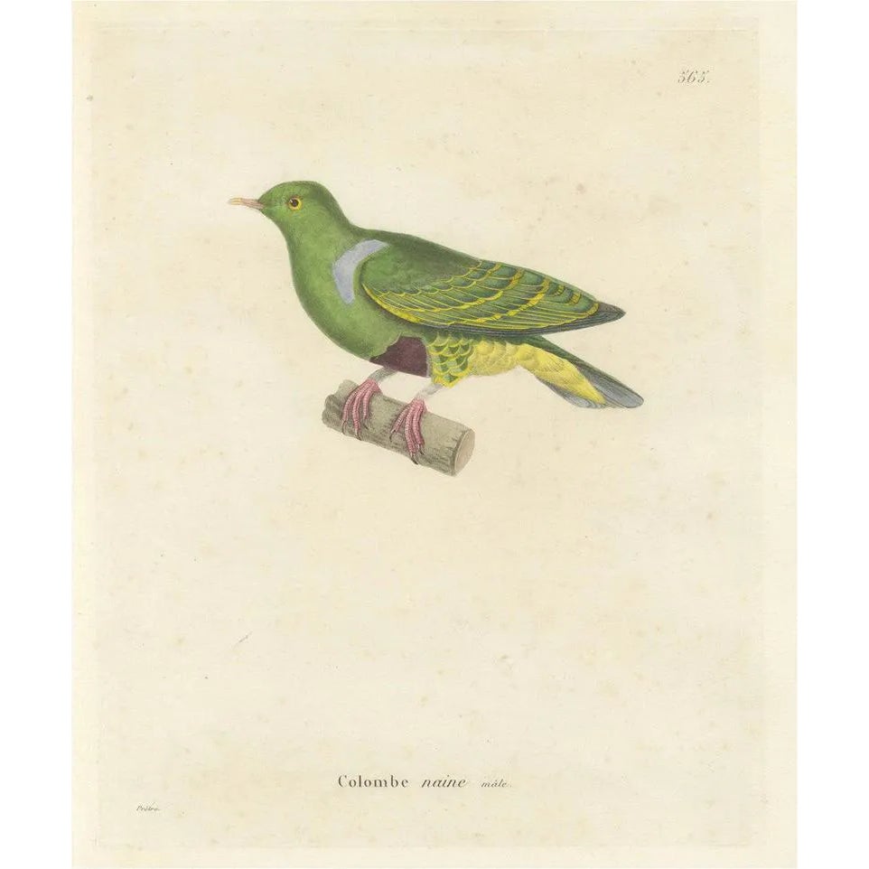 Prêtre, Ornithological Illustration of the Male Dwarf Pigeon (Colombe ...