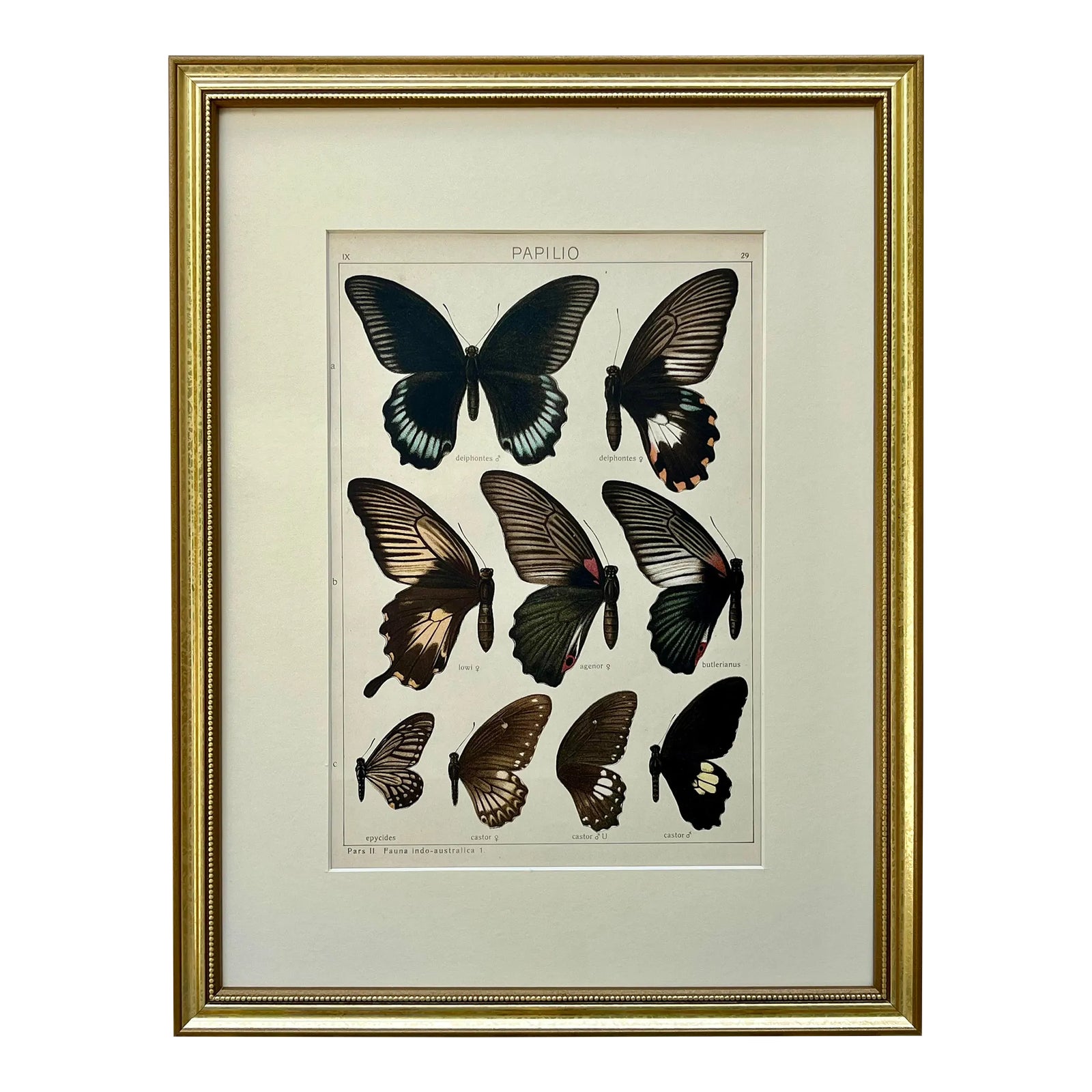 Antique Original Color Lithograph of Butterflies Swallowtail by Seitz ...