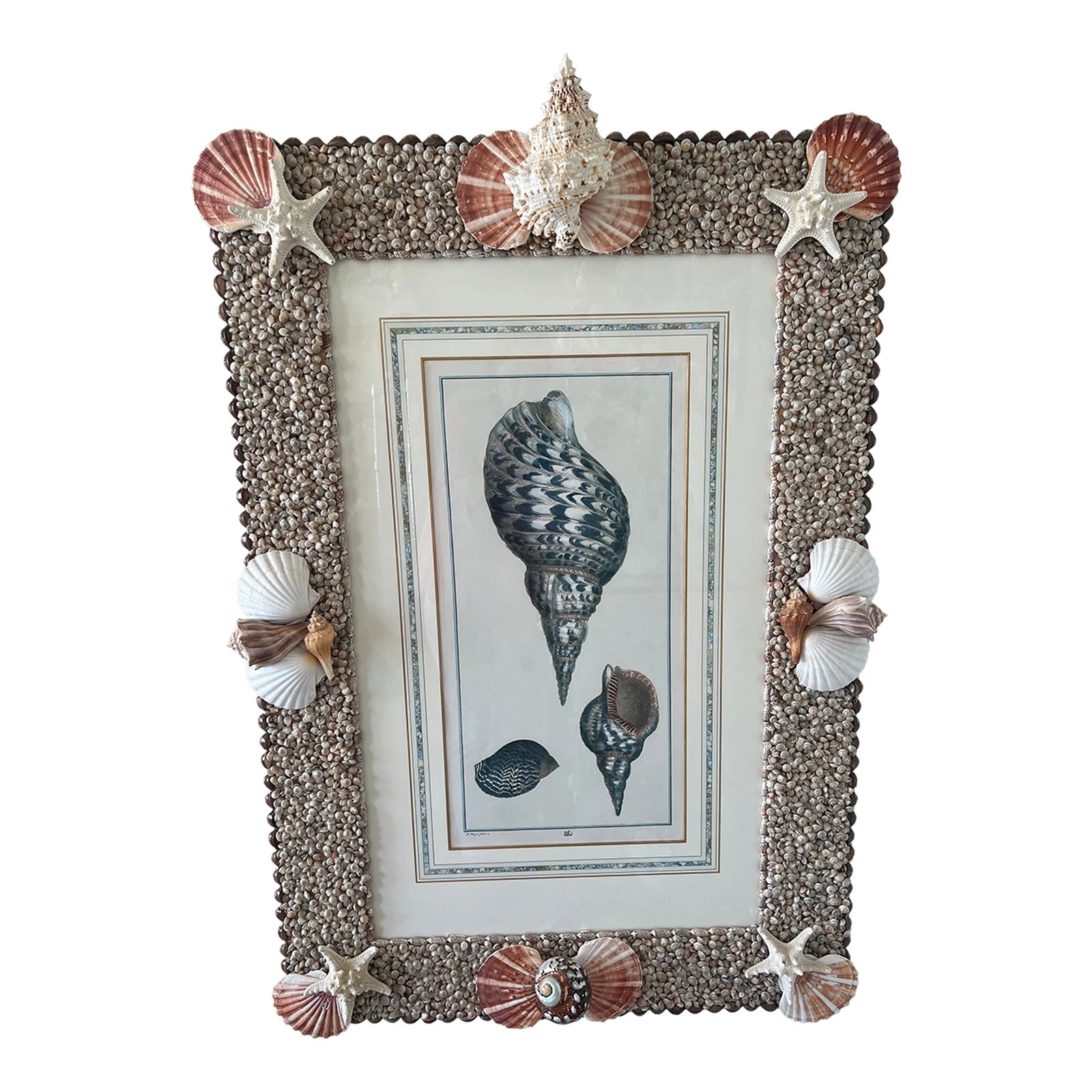 Albertus Seba Framed Shell Print | Chairish