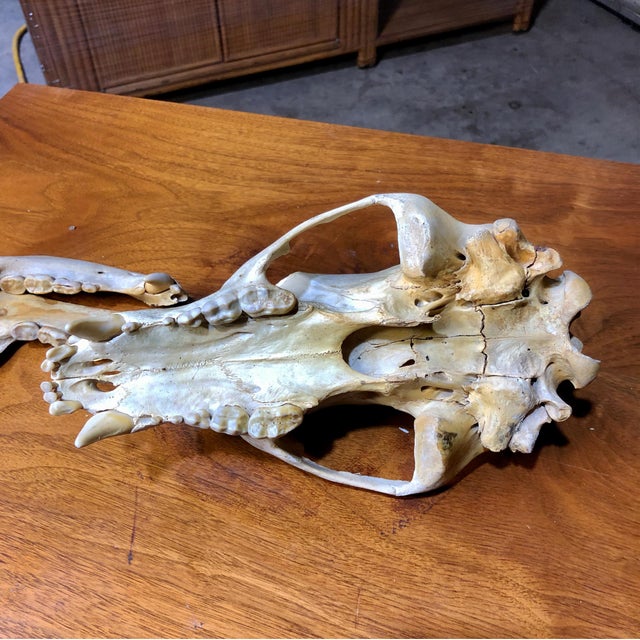 Vintage American Black Bear Skull Mount | Chairish