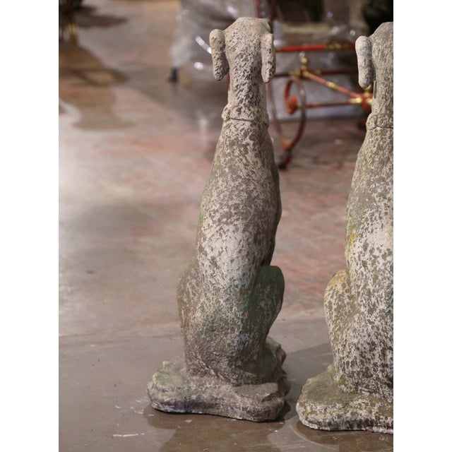 Vintage French Outdoor Weathered Carved Stone Greyhound Dog Sculptures ...