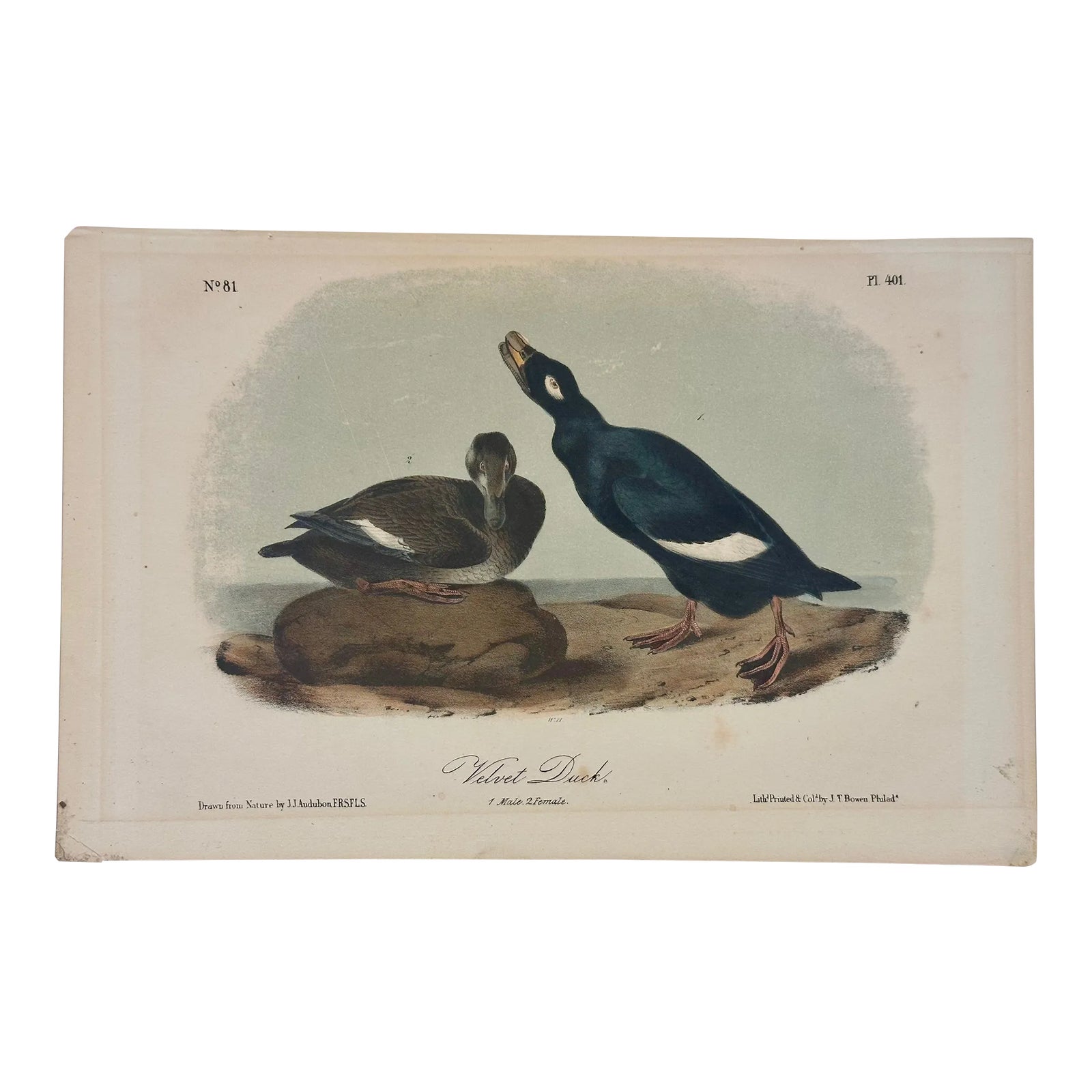 1840 Colored Lithograph of the Velvet Duck After John James Audubon ...