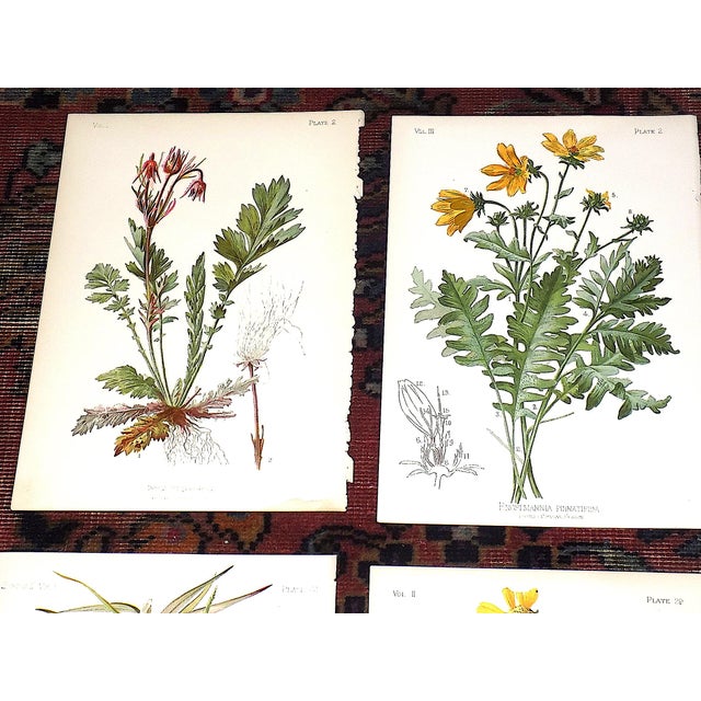 Antique 19th Century American Botanical Lithographs - Set of 12 | Chairish