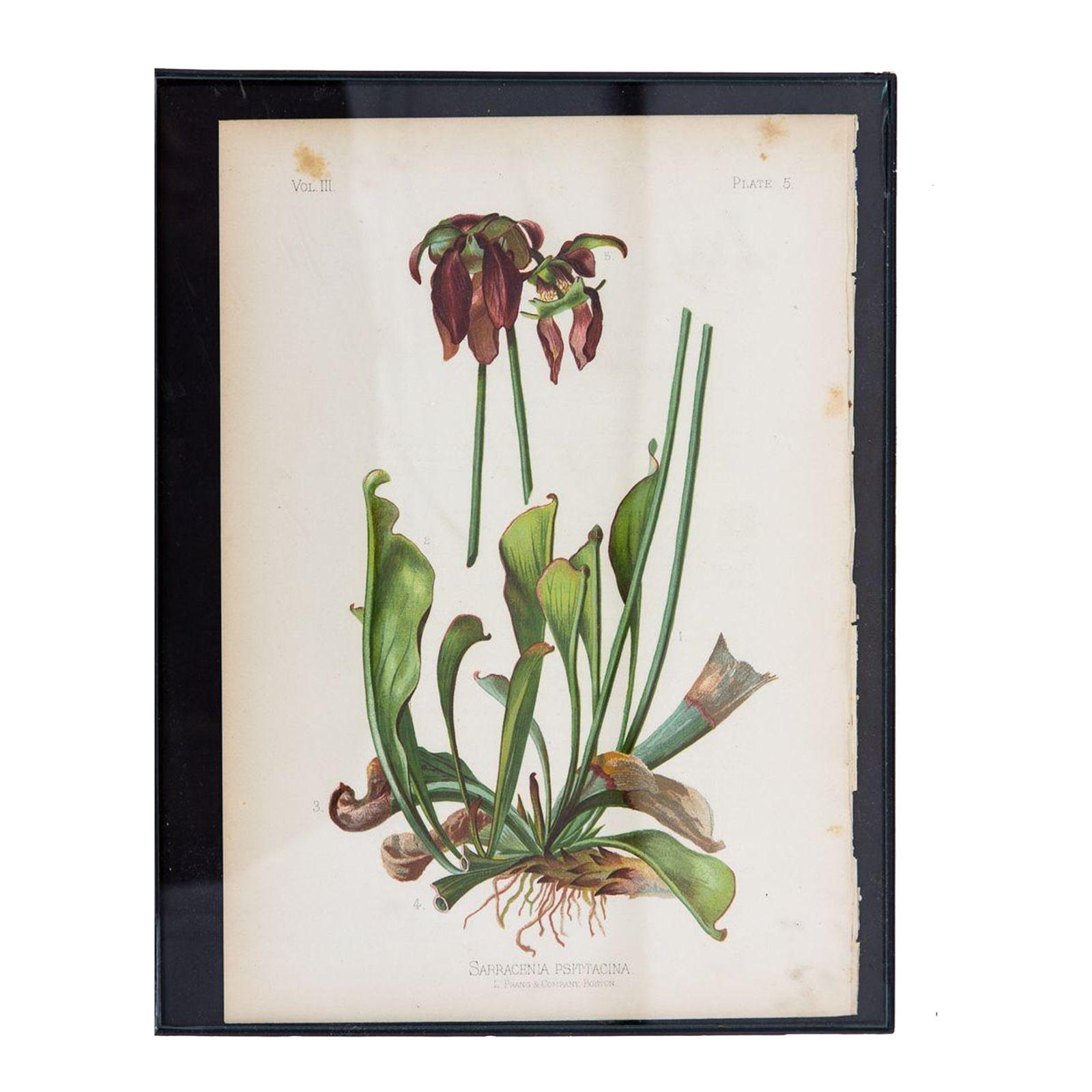 Parrot-Headed Pitcher Plant Botanical Print on Paper, Usa Early 20th C ...