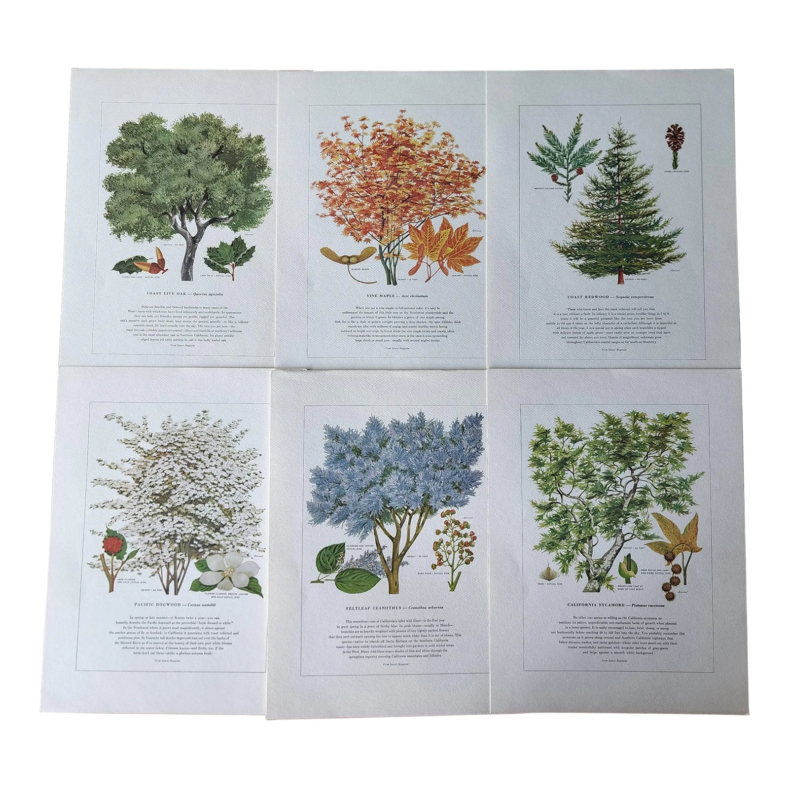 A Portfolio of Native Western Trees by Harry O Diamond Painted for ...