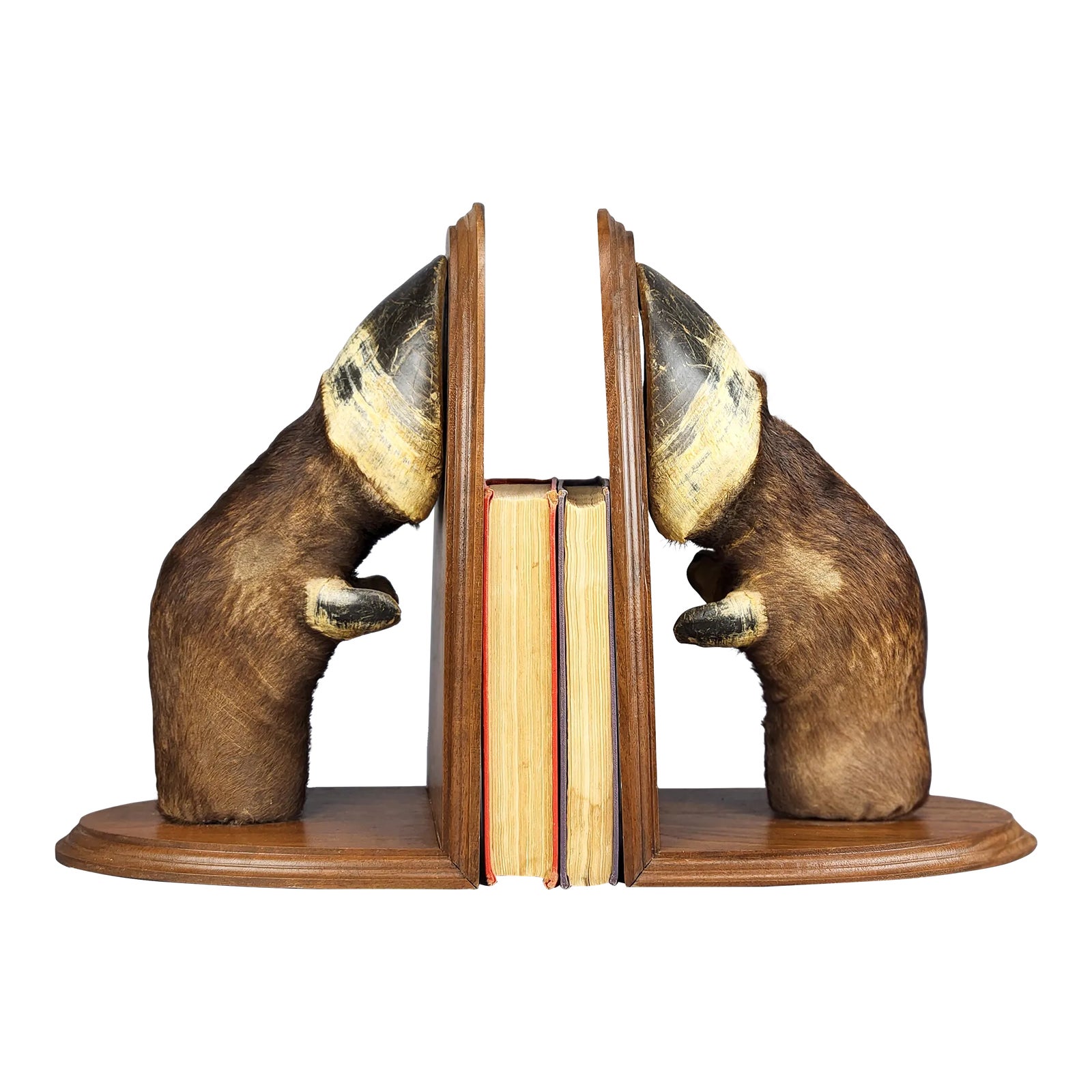 Vintage Water Buffalo Taxidermy Leg Bookends- a Pair | Chairish