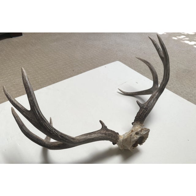 Vintage Natural 10-Point Deer Antlers | Chairish