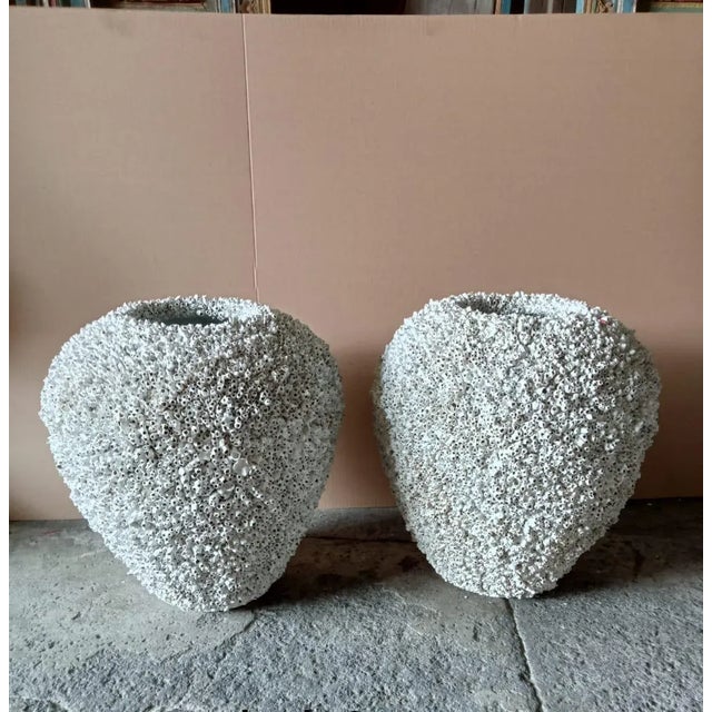 Large White Barnacle Shell Urn | Chairish