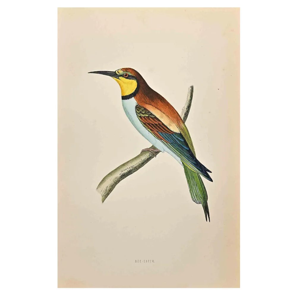 Alexander Francis Lydon, Bee-Eater, Woodcut Print, 1870 | Chairish