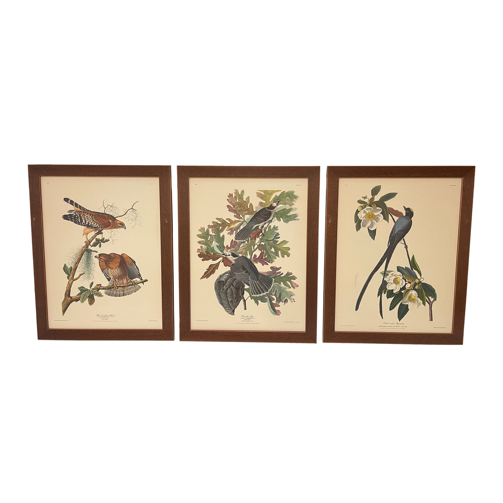 Early 19th Century Set of 3 Vintage J J Audubon Bird Prints by R Havell ...