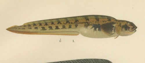 viviparous fish