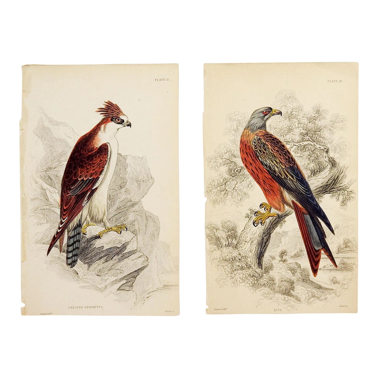 Hawk Engraving Prints by William Lizars - a Pair | Chairish