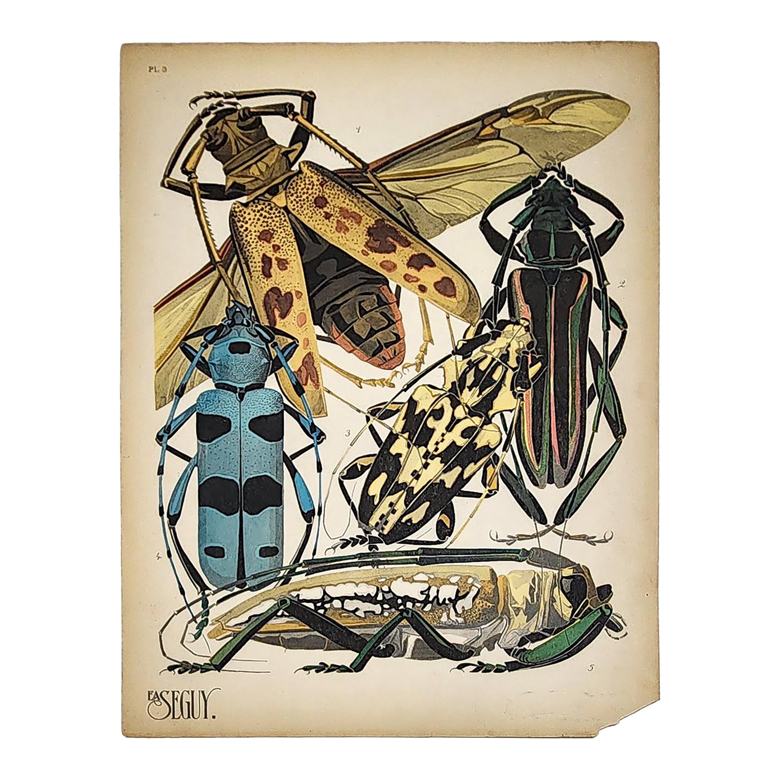 Original Seguy Insect From 1924 Antique Pochoir Plate #3 | Chairish