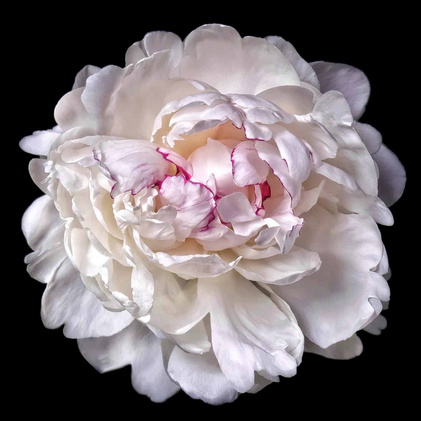 Photographic Botanical Print, “Pavlova” by Artist Debi Shapiro | Chairish