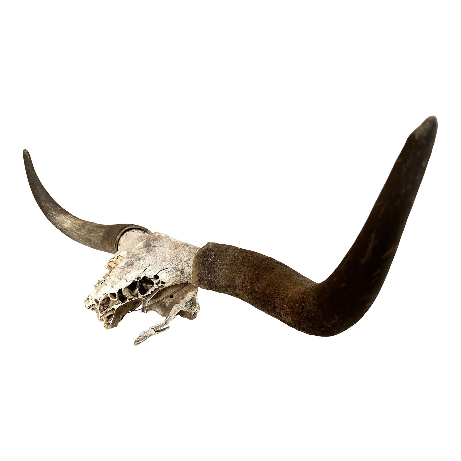 1900s Longhorn Horns Bull Horns Primitive Steer Skull Southwest Décor ...