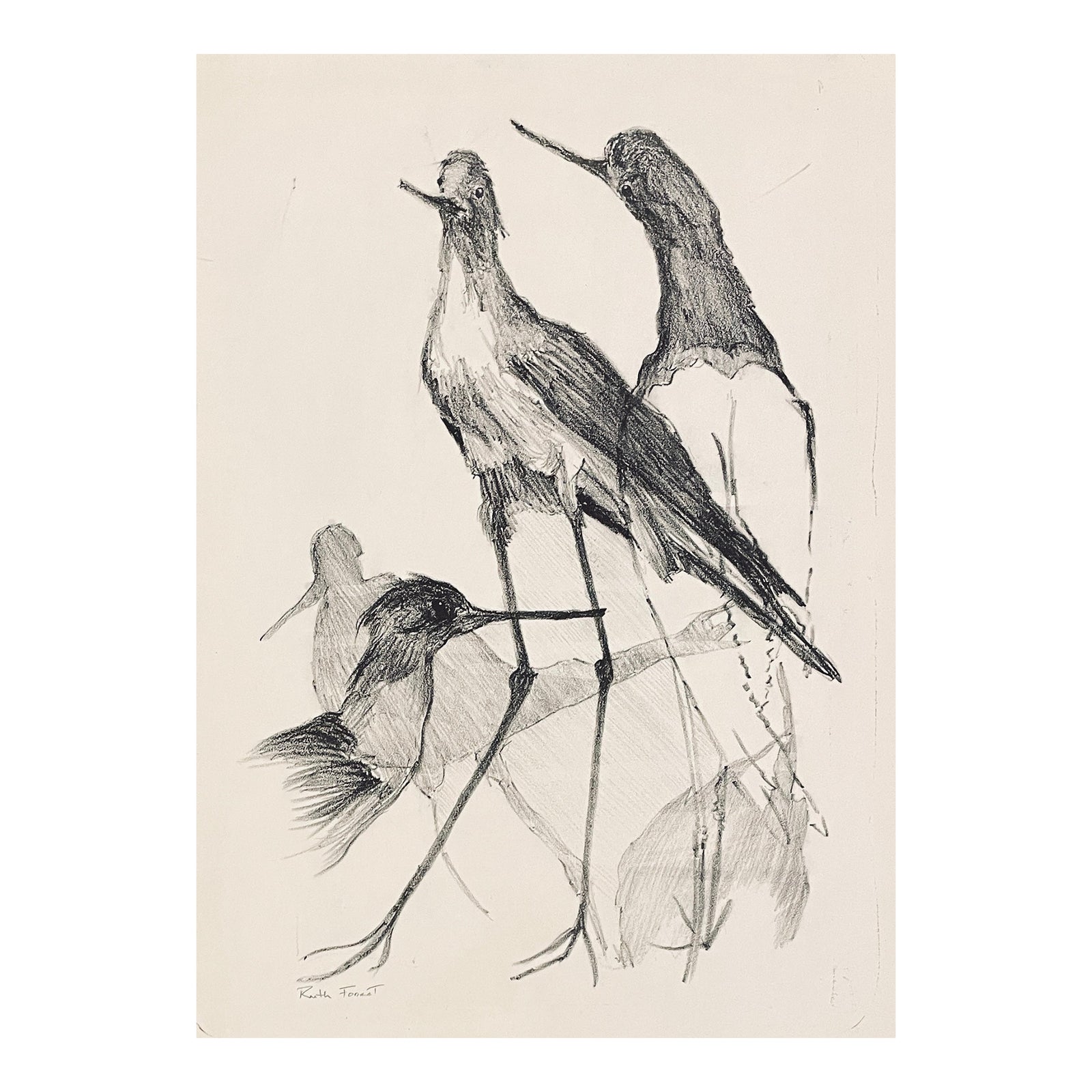1950s Ruth Forrest Bird Lithograph | Chairish