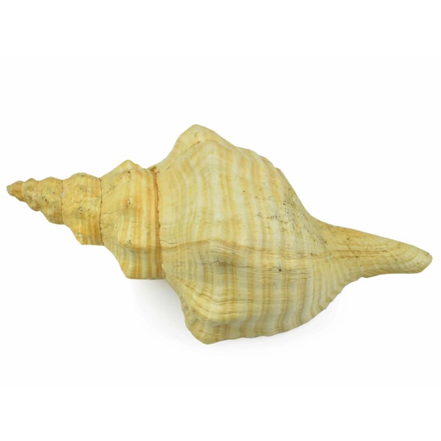 Mid 20th Century Vintage Large Natural Horse Conch Shell Nautical ...