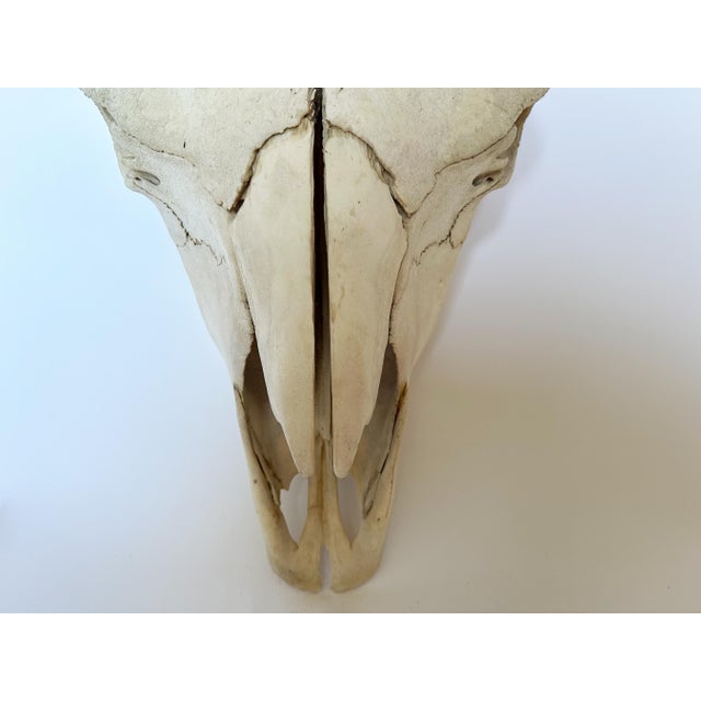 1930's Primitive Western Decor Buffalo Animal Skull | Chairish