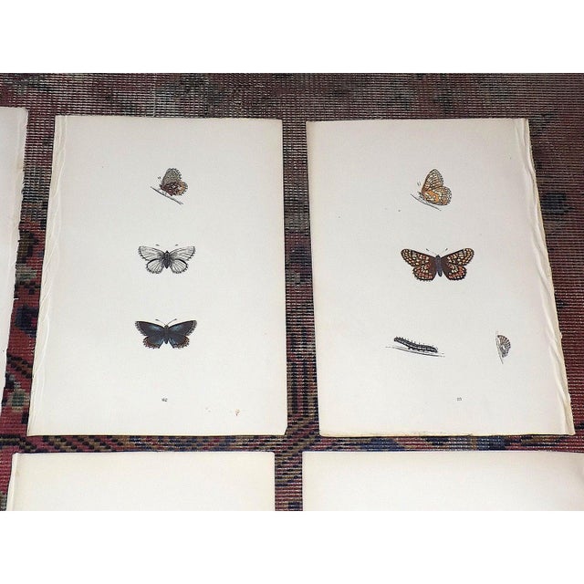 Antique 19th Century Hand Colored Butterfly Lithographs - Set of 12 ...