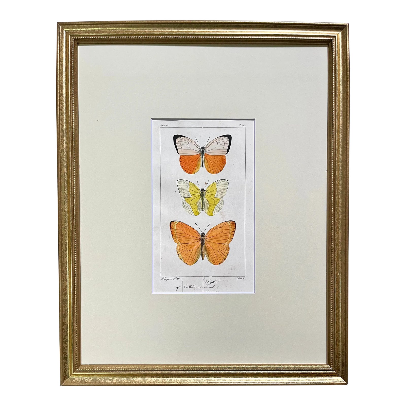Antique Original French Butterfly Print Hand Color Paris 1835 by Lucas ...