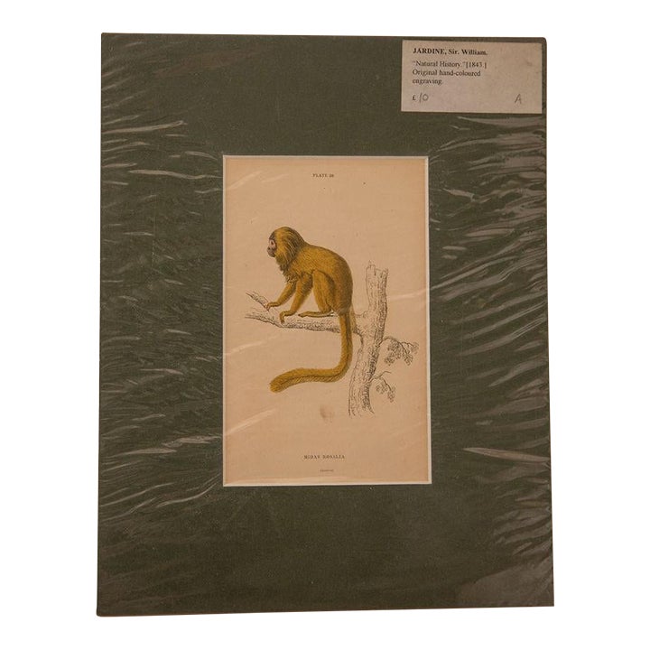 Rare Antique Sir William Jardine Monkey Hand-Colored Engraving | Chairish