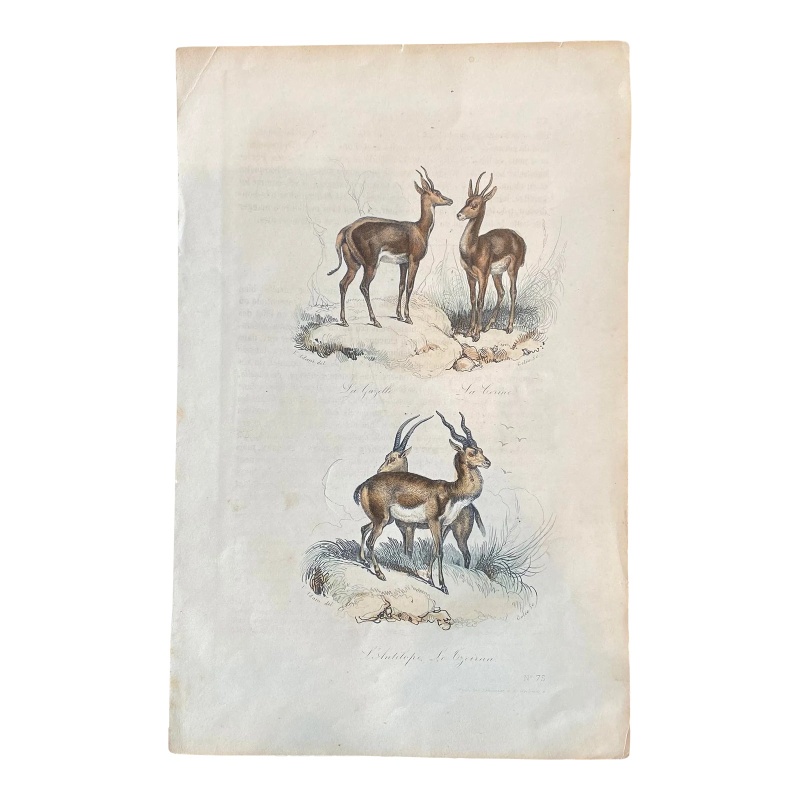French Antique 18th Century "La Gazelle" Animal Engraving Hand Colored ...
