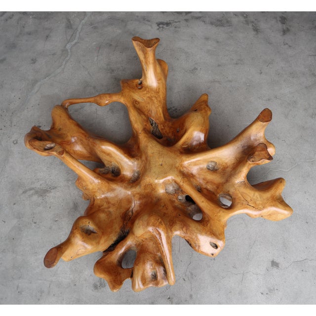 Organic Free Form Polished Burl Root Coffee Table Base | Chairish