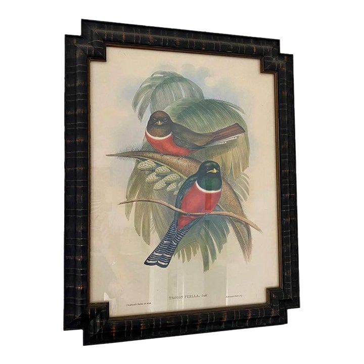 1990s John Gould Bird Lithograph Framed Trogon Puella Exotic Bird in ...