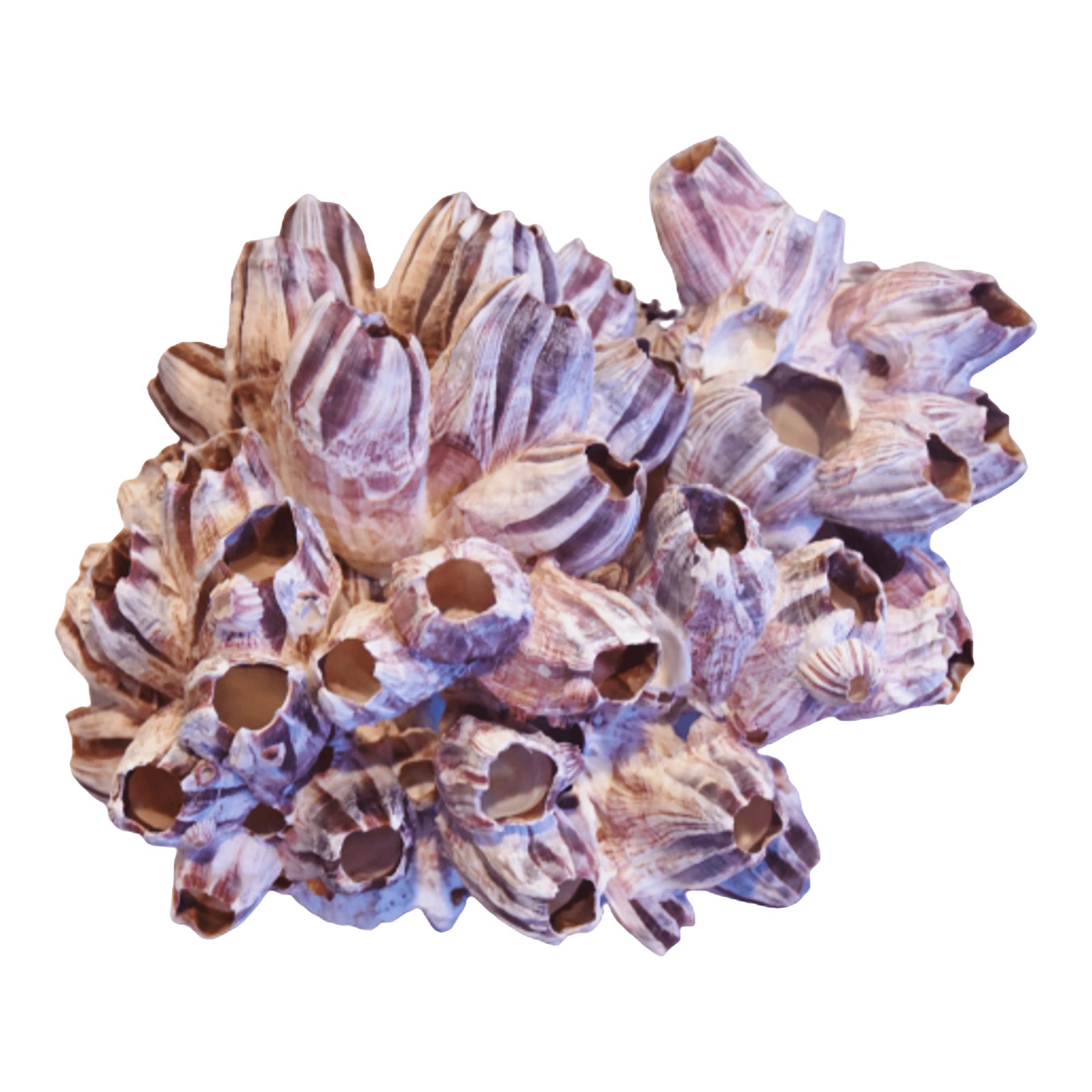 Large Nautical Coastal Seashell Barnacle Cluster Specimen | Chairish