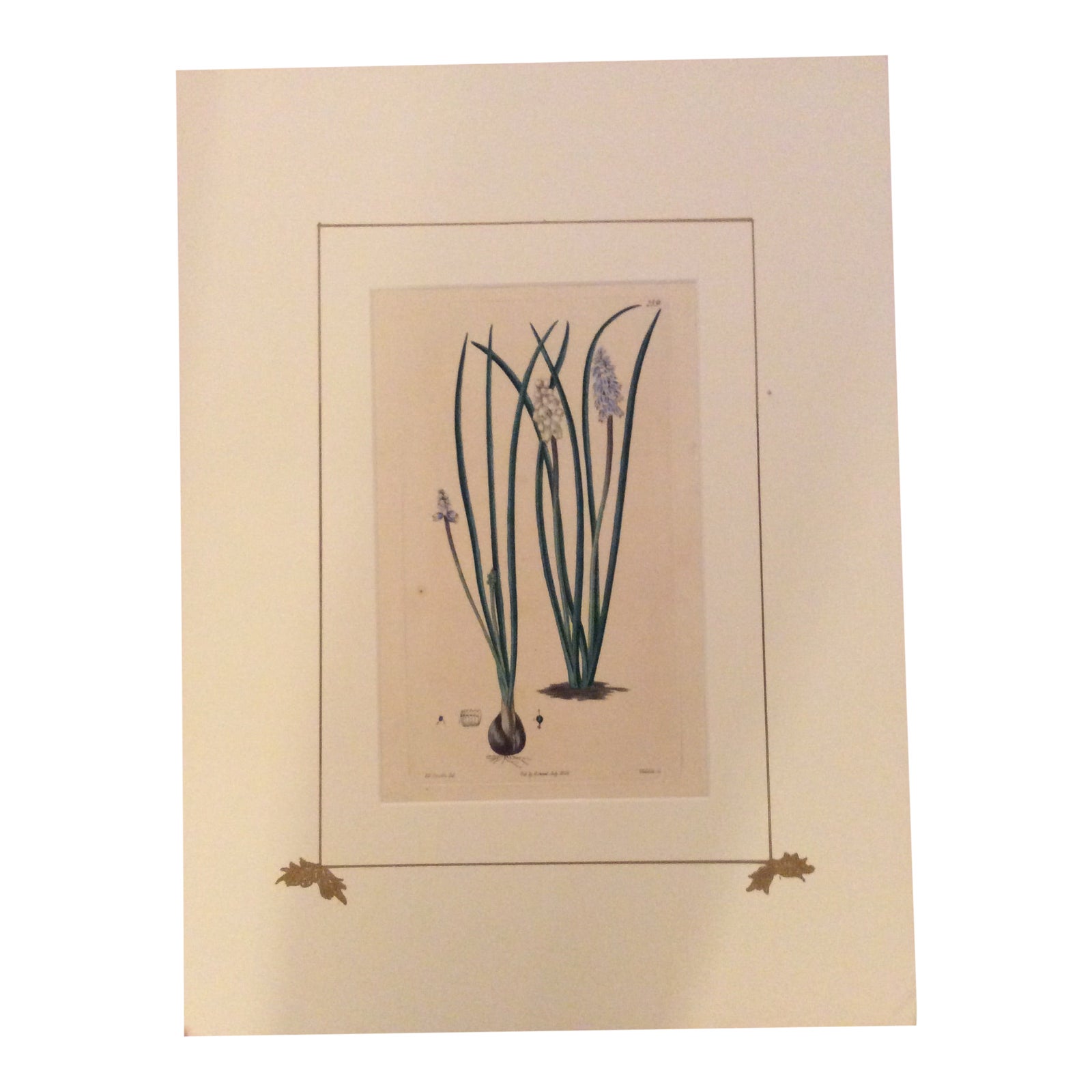 Early 19th Century Botanical Matted Print | Chairish