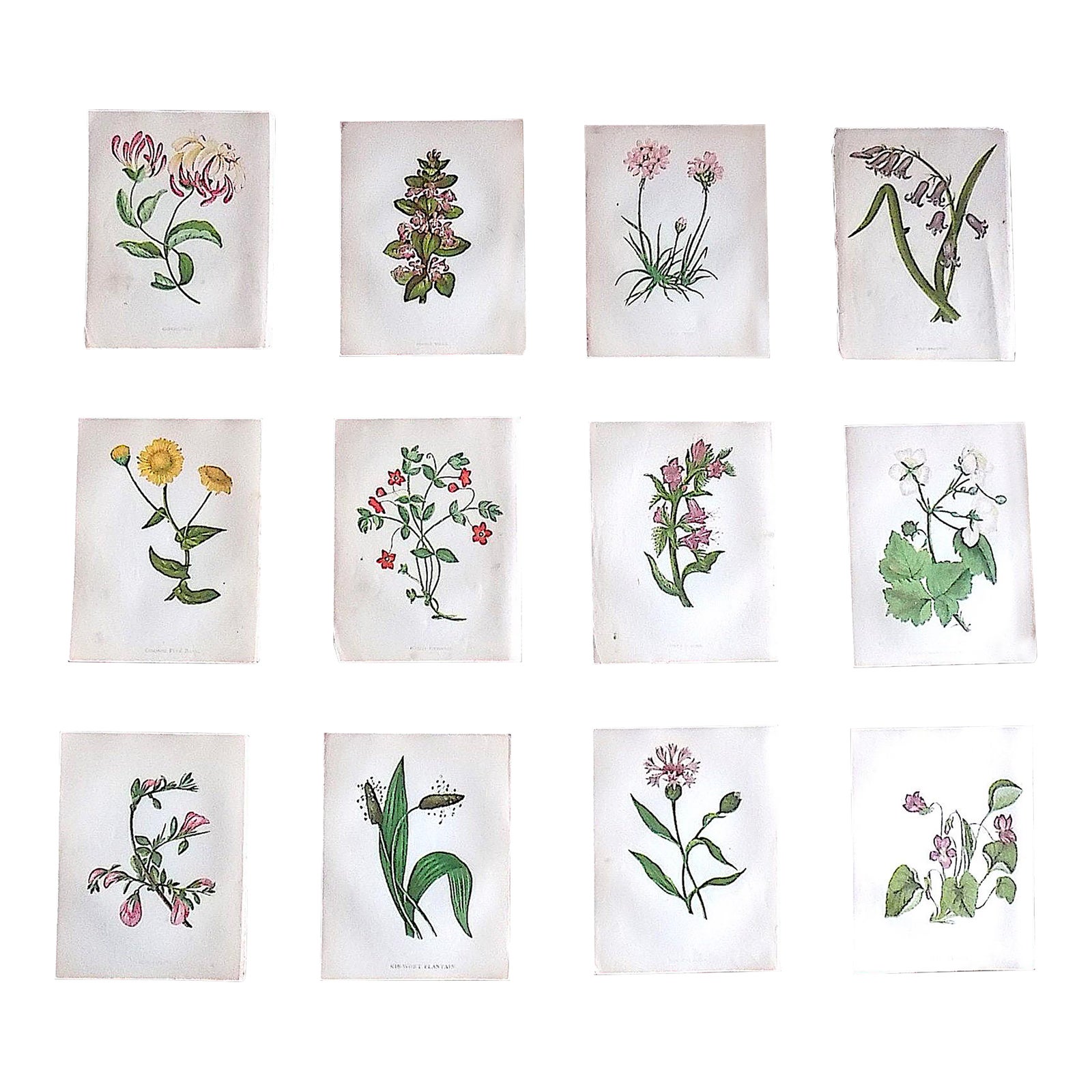 Antique 19th Century Anne Pratt Botanical Chromolithographs - Set of 12 ...
