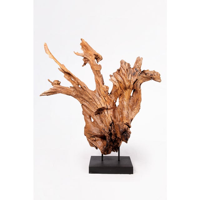 Organic Teak Root Sculpture- 61" Inch Tall | Chairish
