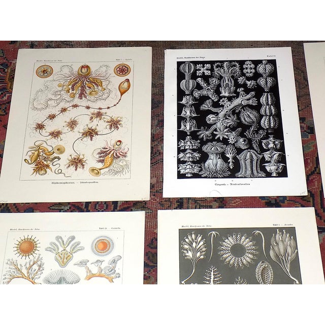 Antique 19th Century Ernst Haeckel Hand Colored Sea Creature ...