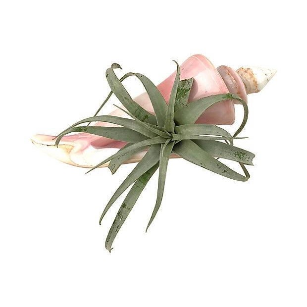 Spiral Carved Queen Conch | Chairish