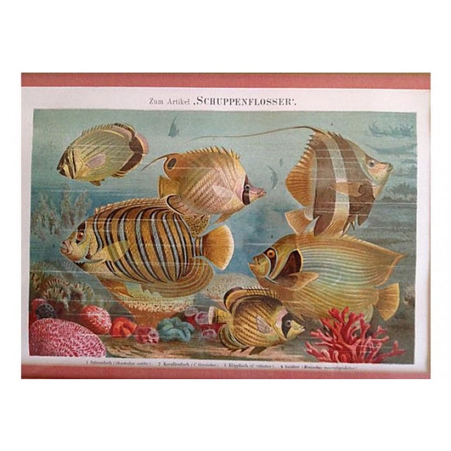 Tropical Fish & Coral Lithograph, 1887 | Chairish