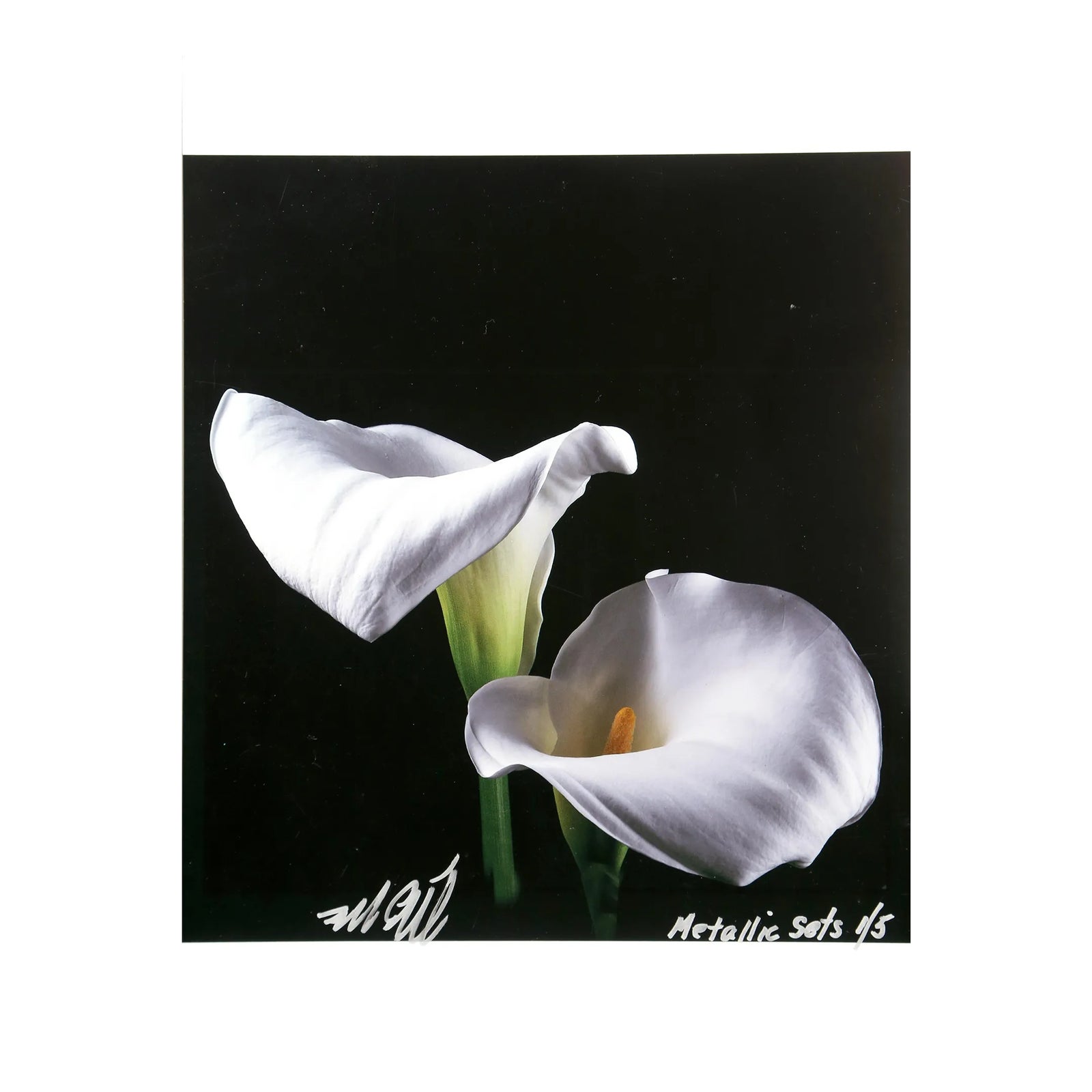 Calla Lily From the Metallic Sets, Jonathan Singer | Chairish