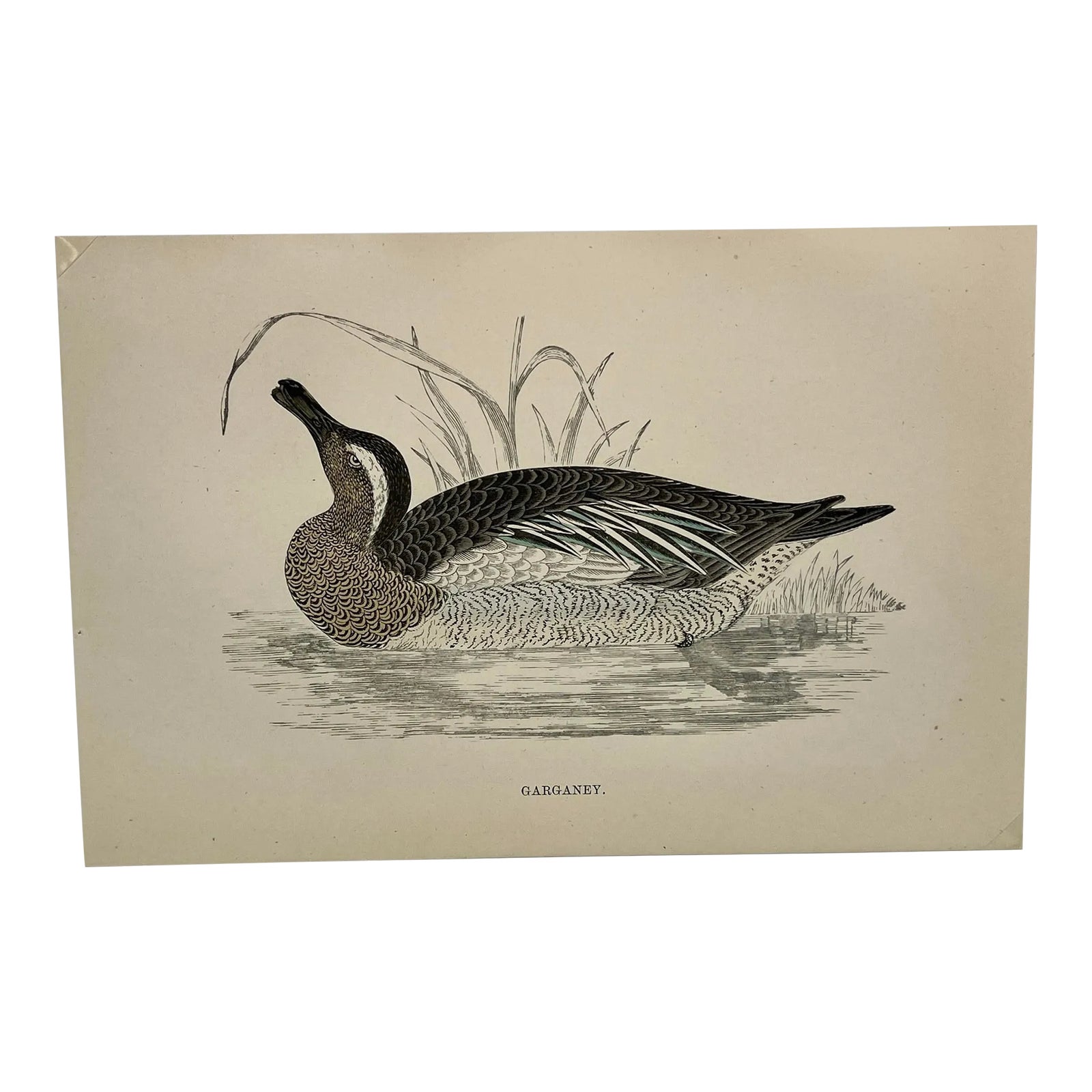 Antique Hand Tinted Bird Print From England Featuring a Brown & White ...