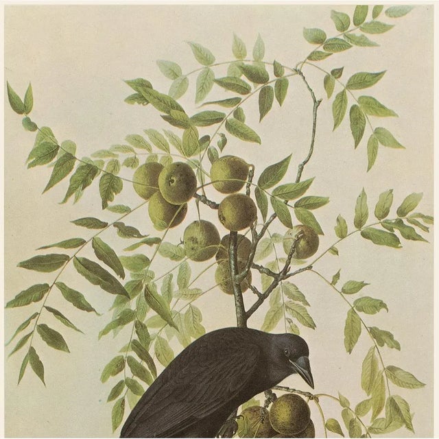 1966 American Crow After John J. Audubon, Cottage Print | Chairish