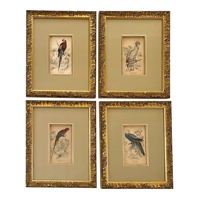 19th Century Bird Engravings - Set of Four | Chairish