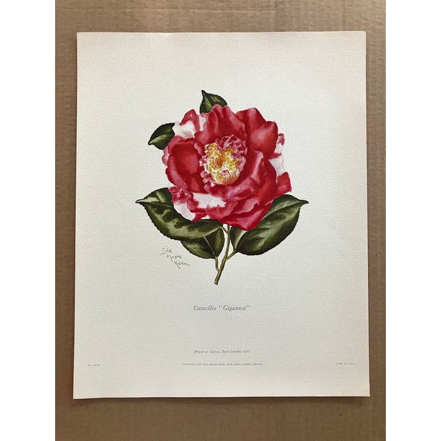 Vintage Lila Moore Keen "Camellia Gigantea" Print in 16x20 Mat | Chairish