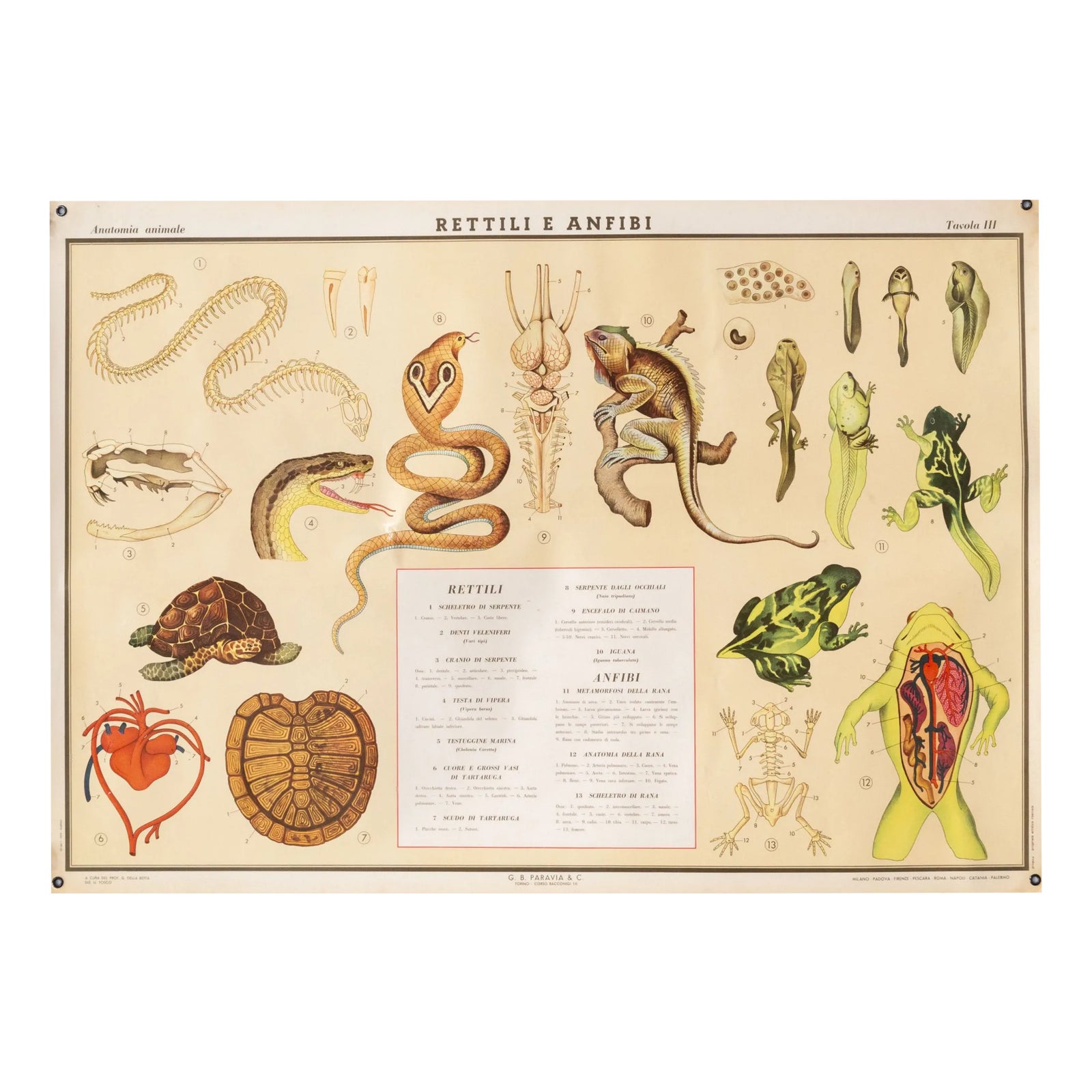 Educational Poster Depicting Reptiles and Amphibians from G.B. Paravia ...